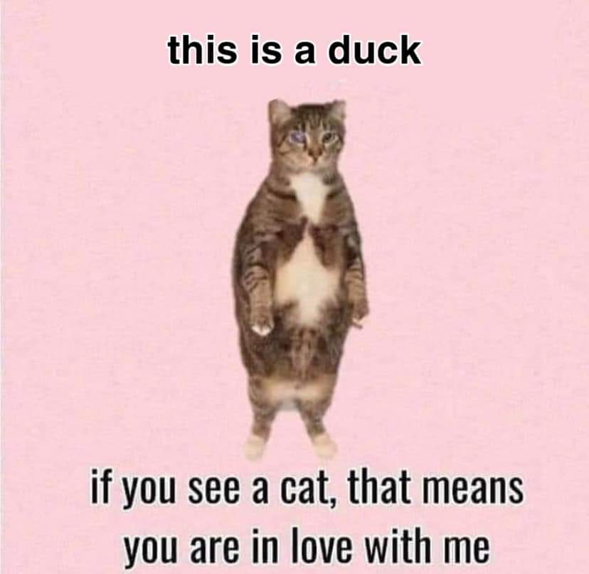 Los 50 memes de gatos que debes de ver ¡sí o sí! - Plan b