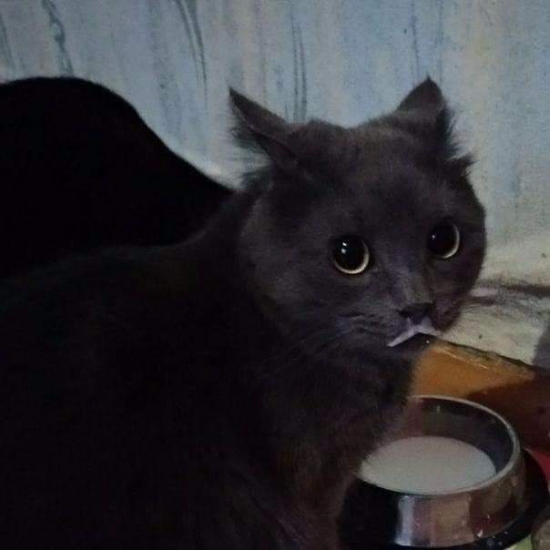 Los 50 memes de gatos que debes de ver ¡sí o sí! - Plan b