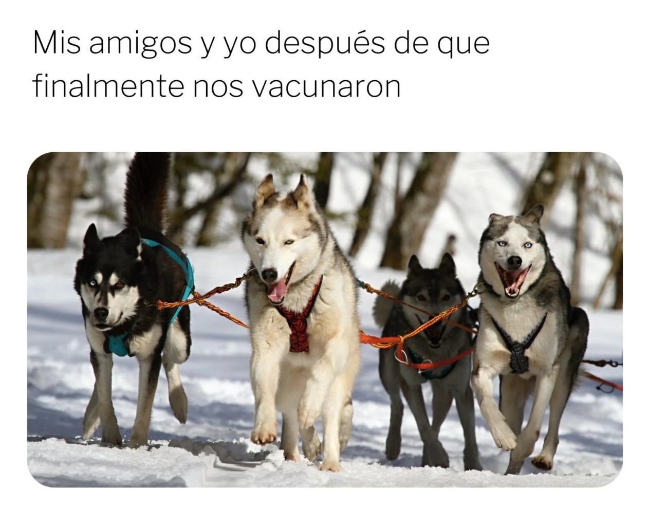 Más de 30 memes de perros que te robarán una carcajada