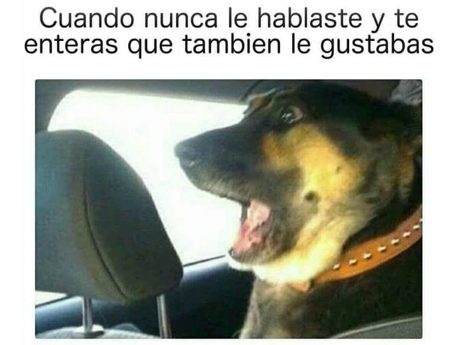 Más de 30 memes de perros que te robarán una carcajada