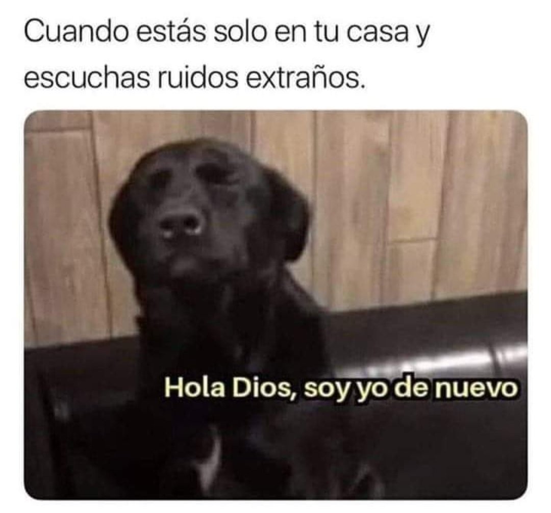 Más de 30 memes de perros que te robarán una carcajada