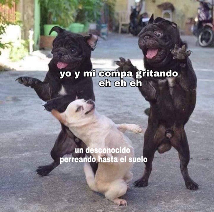 Más de 30 memes de perros que te robarán una carcajada