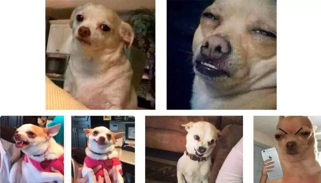 Más de 30 memes de perros que te robarán una carcajada