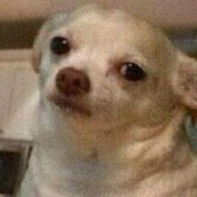 Más de 30 memes de perros que te robarán una carcajada