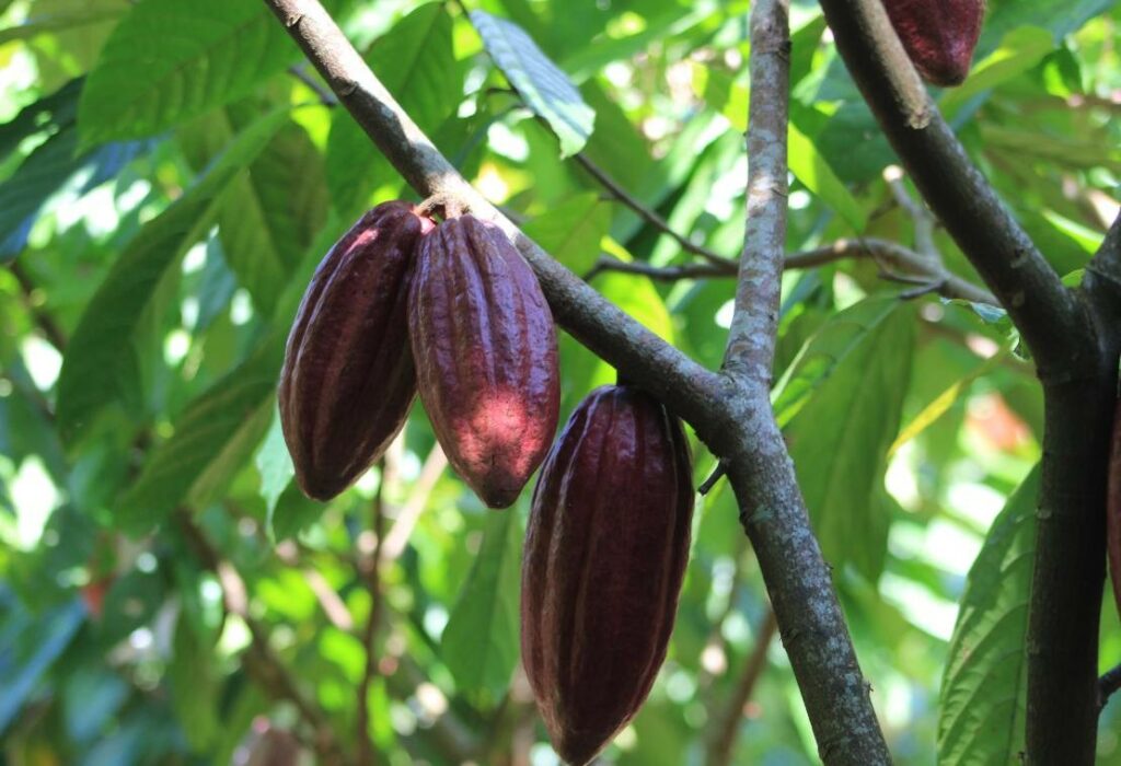 Cacao, el oro de los dioses: conoce todo sobre él - Plan b